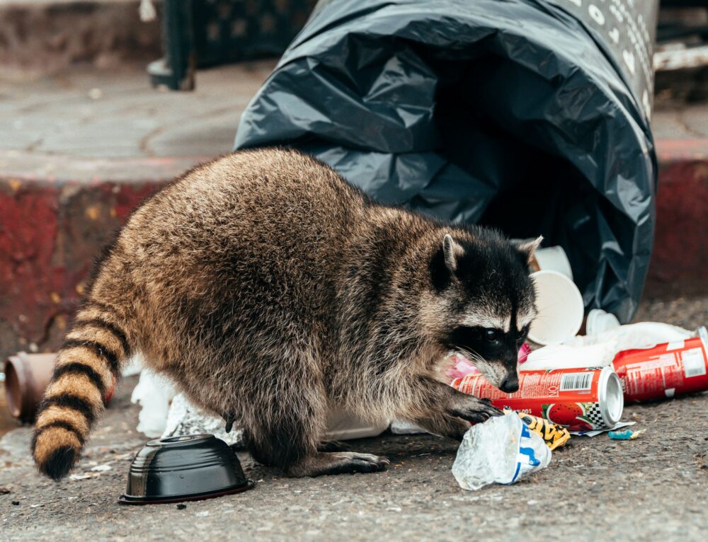 Understanding the Garbage Collection Process From Curbside to Landfill ...